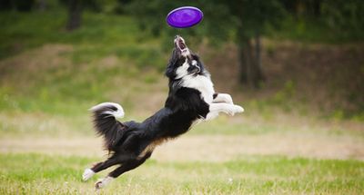Hundespiele - 10 Ideen, wie du mit dem Hund spielst